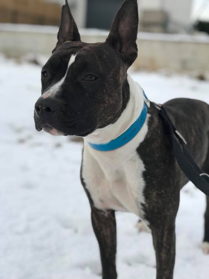 Moshi 4 - Les Amis de Sam