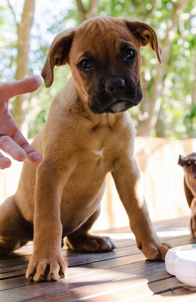 niij - Les Amis de Sam