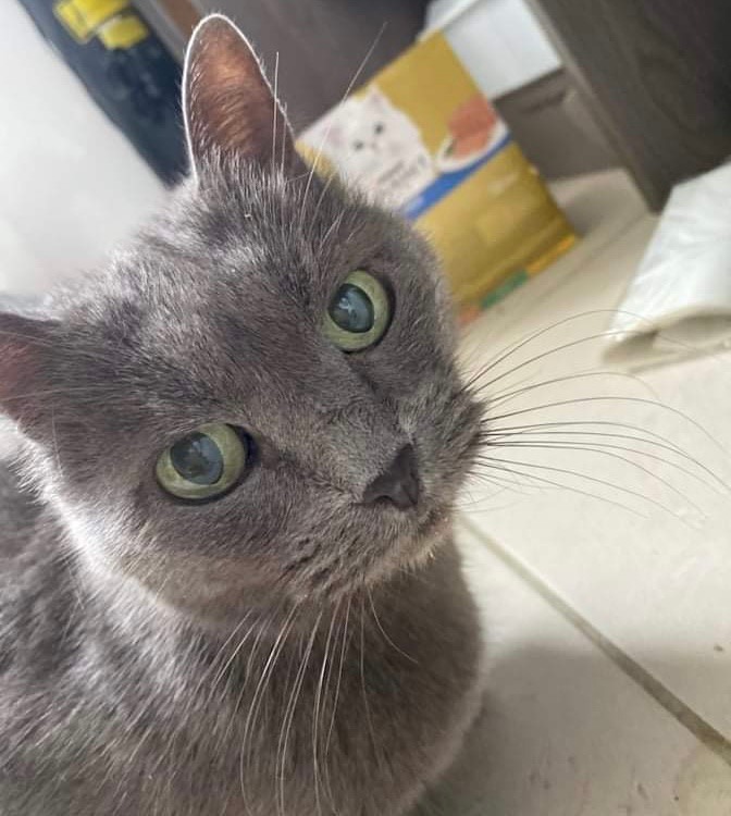 tali - Les Amis de Sam